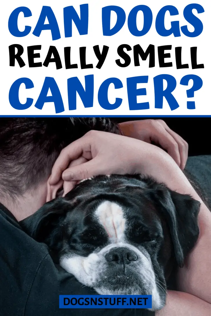 Which Dogs Smell Cancer at Martha Ehrlich blog