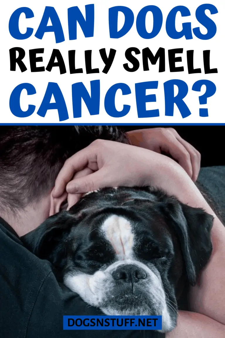 Can Dogs Smell Cancer? – Dogs 'N Stuff