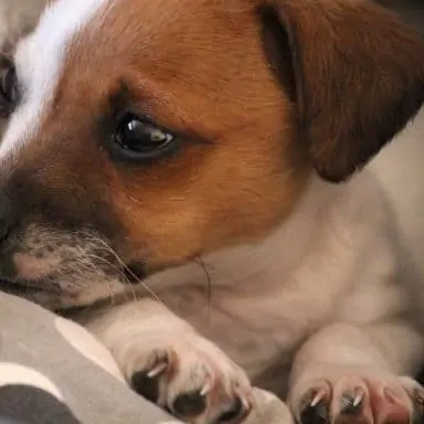 7 Surprising Ways To Tell That Your Dog Is Truly Happy – Dogs 'N Stuff