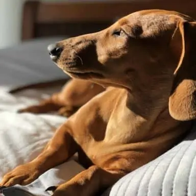 11 Ways To Tell If Your Dog Is Sad Or Upset – Dogs 'N Stuff