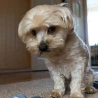 11 Ways To Tell If Your Dog Is Sad Or Upset – Dogs 'N Stuff