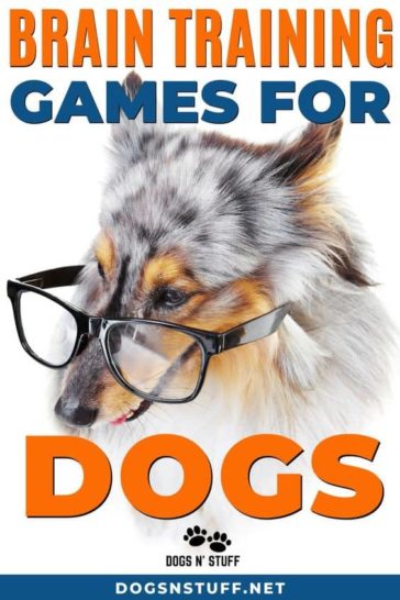 Brain-Boosting Exercises To Stimulate Your Dog’s Mental Performance ...