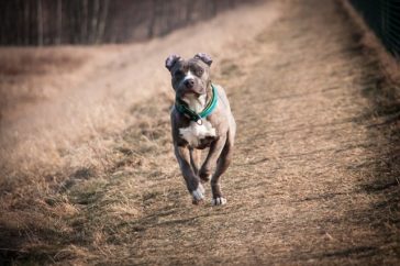 15 Dog Breeds That Can Jump High – Dogs 'N Stuff