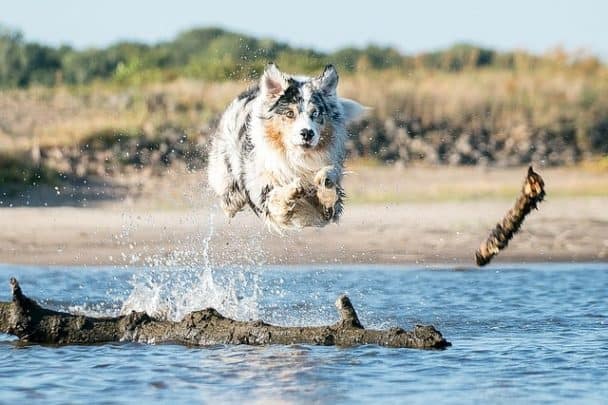 15 Dog Breeds That Can Jump High – Dogs 'N Stuff