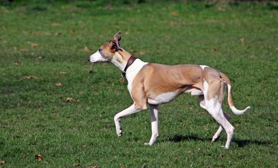 15 Dog Breeds That Can Jump High – Dogs 'N Stuff