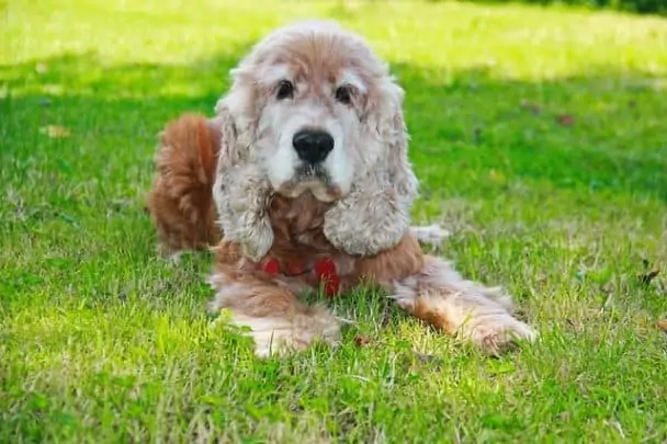 16 Dog Breeds That Have Green Eyes (With Pictures) – Dogs 'N Stuff