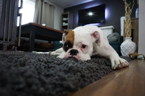 11 Ways To Tell If Your Dog Is Sad Or Upset – Dogs 'N Stuff