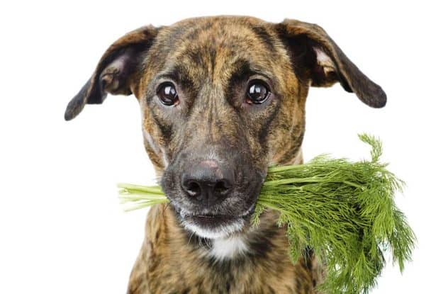 Can Dogs Eat Dill? – Dogs 'N Stuff