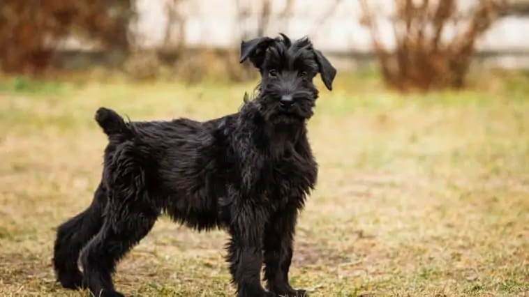 15 Dogs That Look Like Pugs (With Pictures) – Dogs 'N Stuff