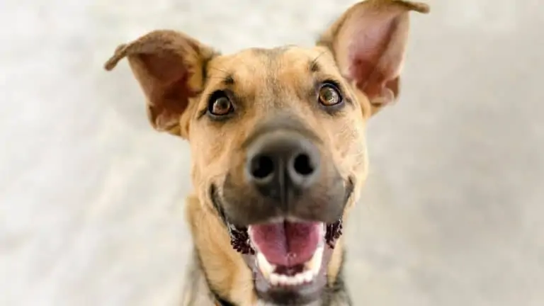 Can Dogs Burp? – Dogs 'N Stuff