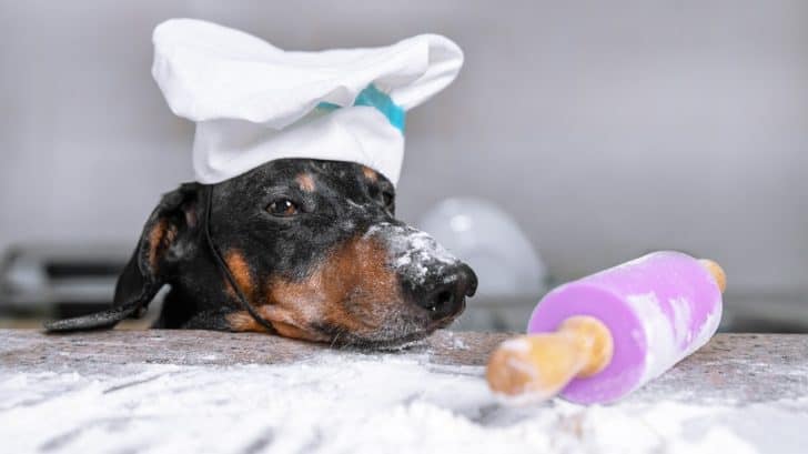 Can Dogs Drink Coffee? – Dogs 'N Stuff