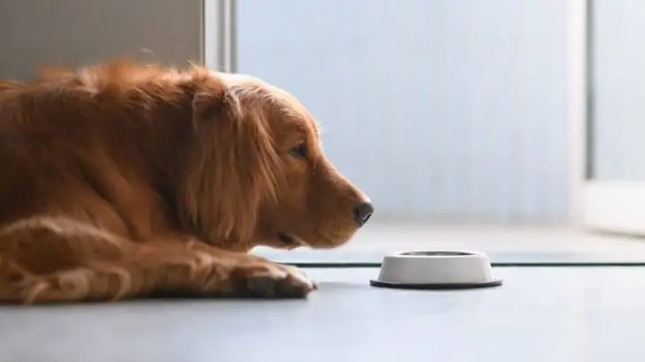 Can Dogs Eat Brown Rice? – Dogs 'N Stuff