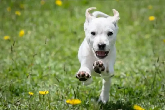 How Fast Can Dogs Run? – Dogs 'N Stuff