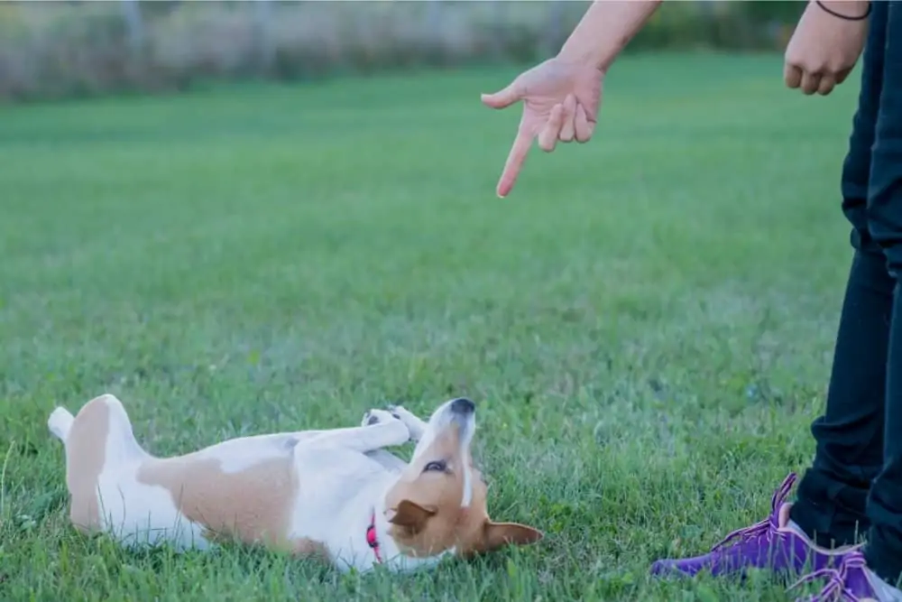 How To Teach A Dog To Roll Over – Dogs 'N Stuff