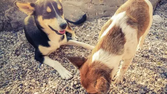 Why Do Dogs Eat Rocks? – Dogs 'N Stuff