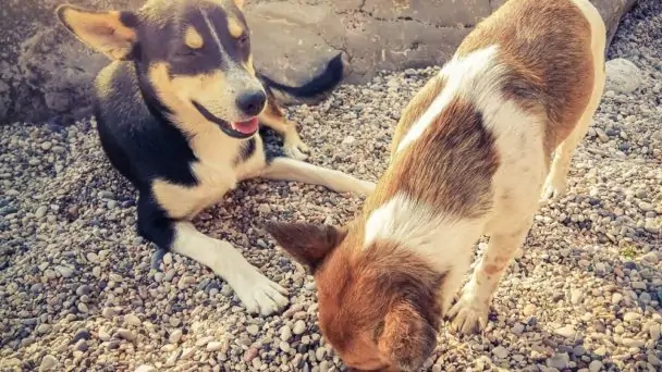 Why Do Dogs Eat Rocks? – Dogs 'N Stuff