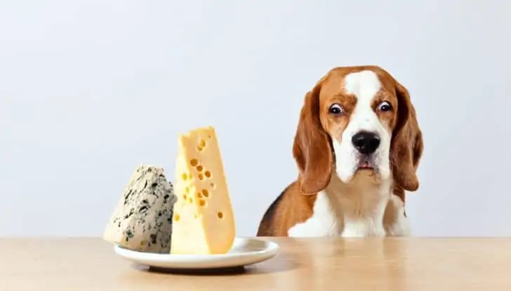 Can Dogs Eat Blue Cheese? – Dogs 'N Stuff