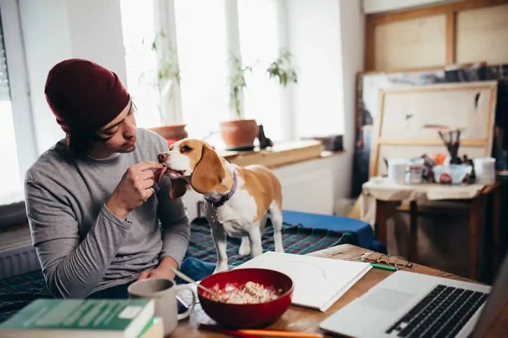 Can Dogs Eat Cheerios? – Dogs 'N Stuff