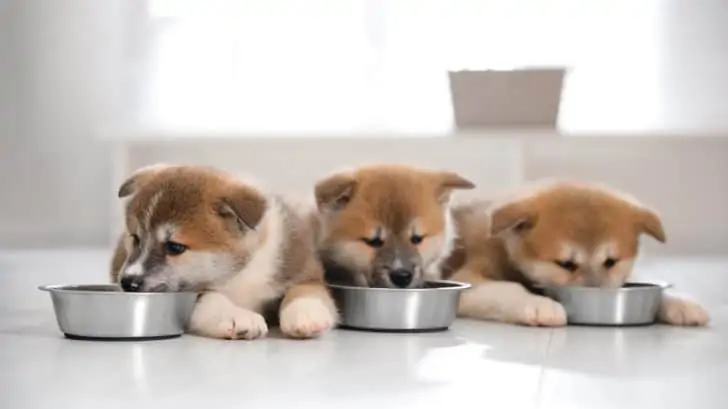 10 Cleanest Dog Breeds Neat Freaks Should Own – Dogs 'N Stuff